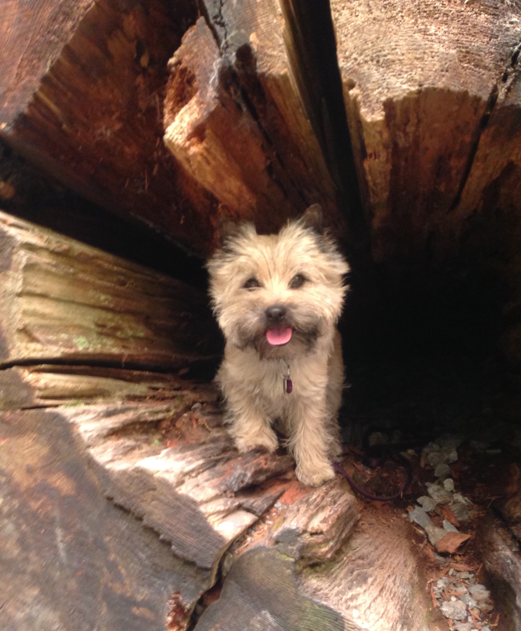 Marijuana and CBD in dogs / Marijuana poisoning | Cairn Terrier Club of ...