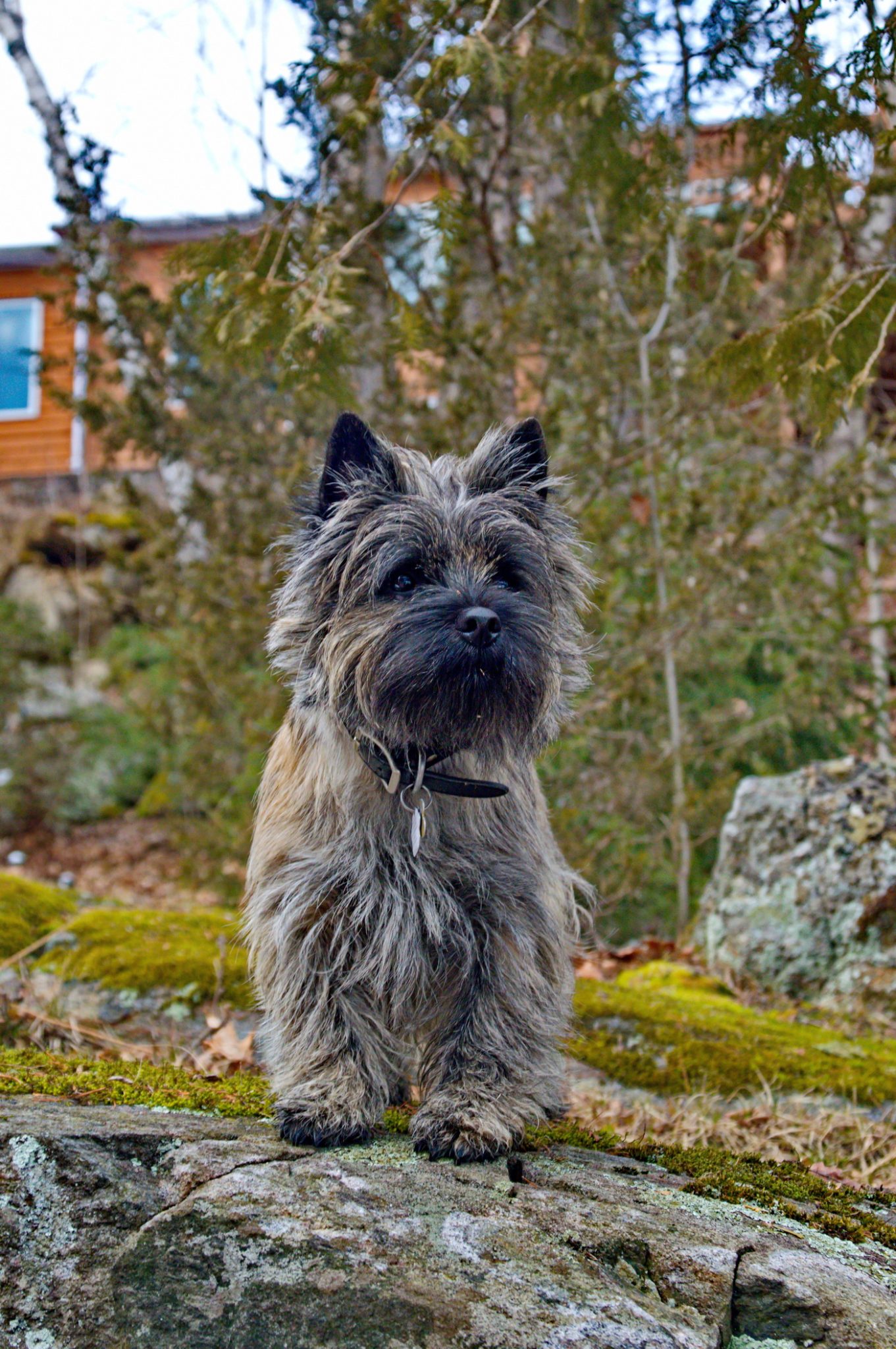 The Canine Good Neighbour Program | Cairn Terrier Club of Canada